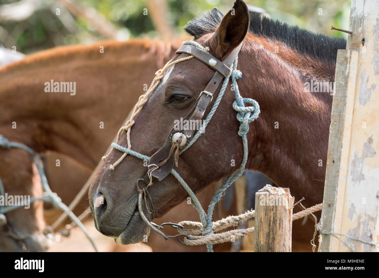 Riding horses in cuba hi-res stock photography and images - Alamy