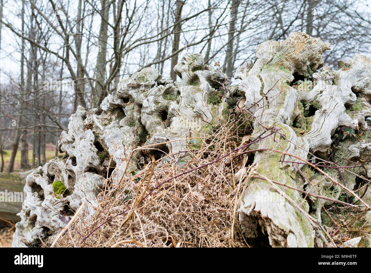 Gnarled tree roots and stump from a fallen chestnut tree with moss ...