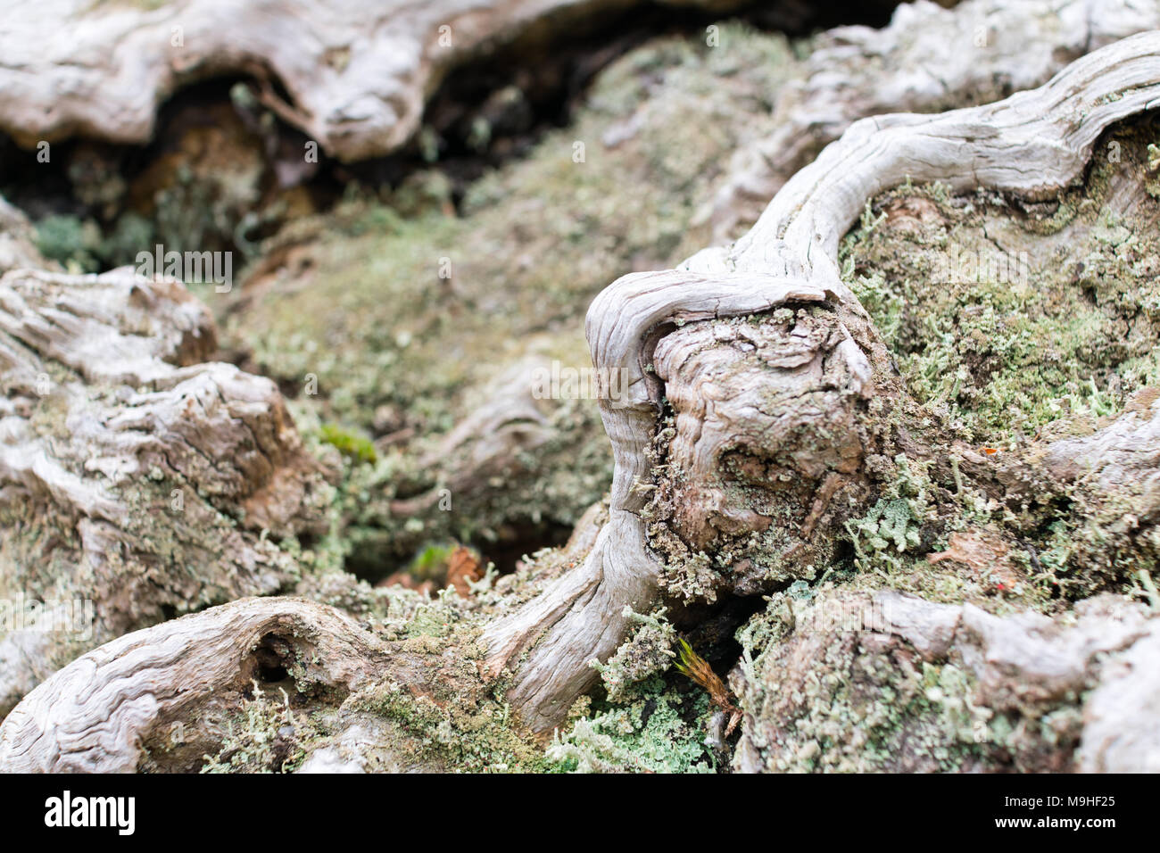 Gnarled tree roots and stump from a fallen chestnut tree with moss ...