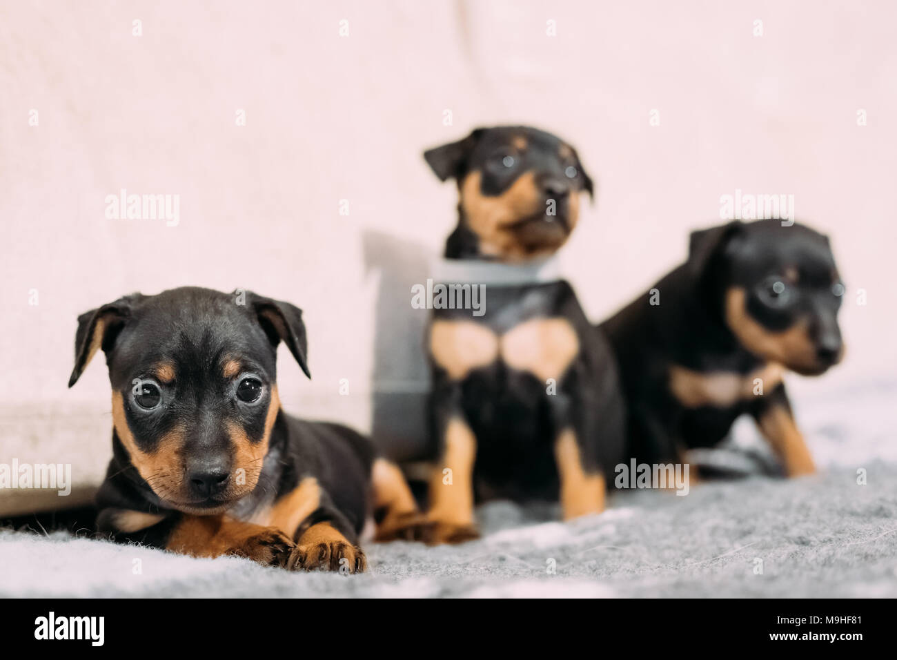 Three Small Black Miniature Pinscher Zwergpinscher, Min Pin Puppy Dogs ...