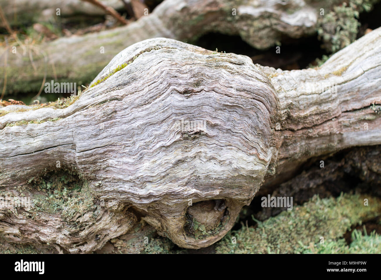 Mossy roots hi-res stock photography and images - Alamy
