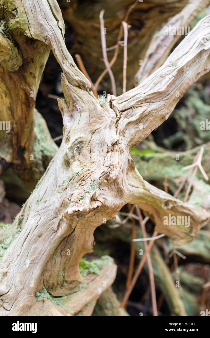 Gnarled tree roots and stump from a fallen chestnut tree with moss ...