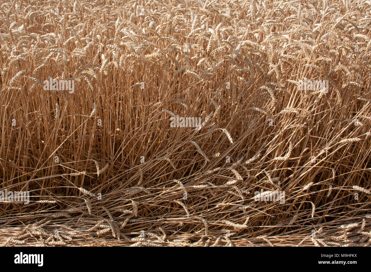 Wheat husks hi-res stock photography and images - Alamy
