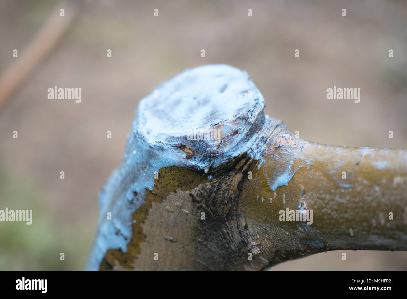 apple trees in march treated with Bordeaux mixture to combat mildew ...