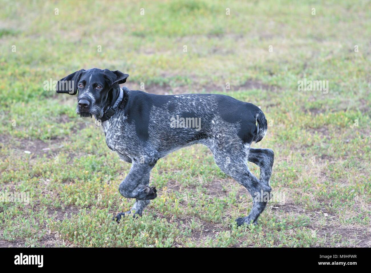 Hunting dog breed German Wirehaired pointer on the walk Stock Photo - Alamy
