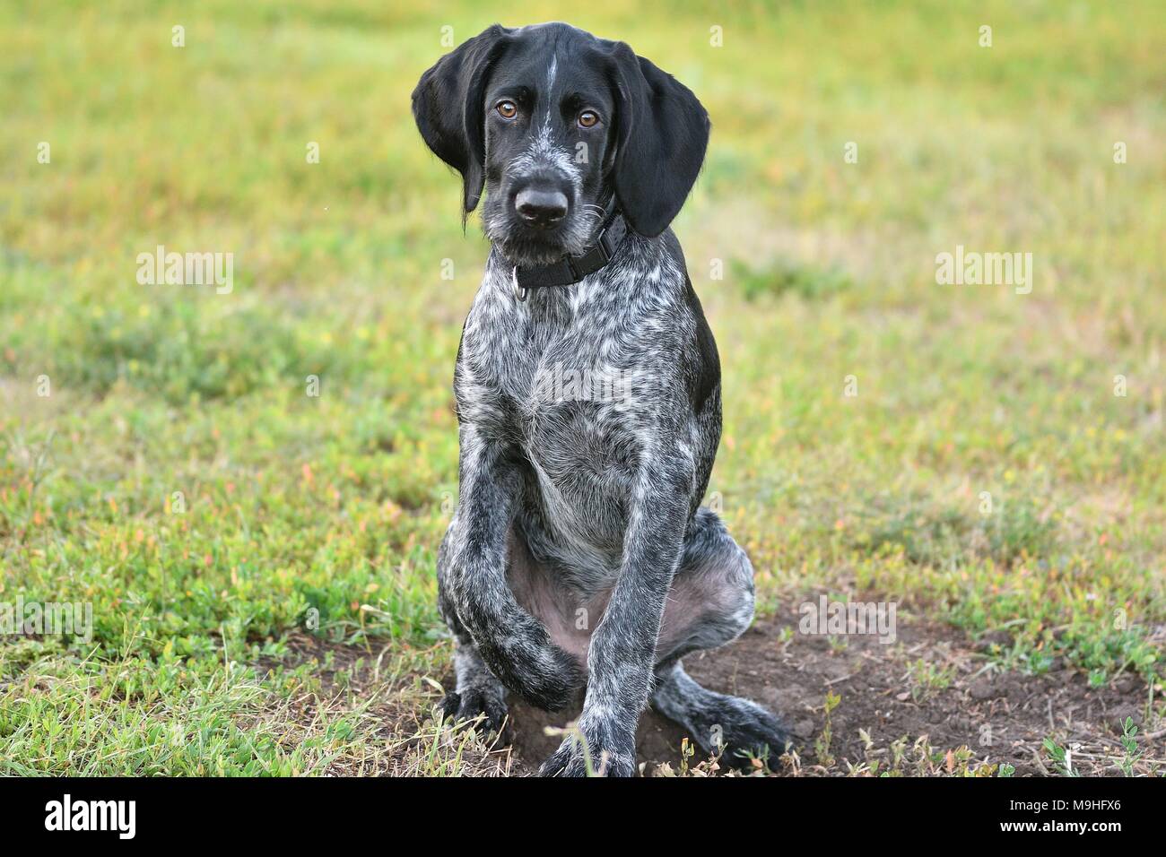 Hunting dog breed German Wirehaired pointer on the walk Stock Photo - Alamy