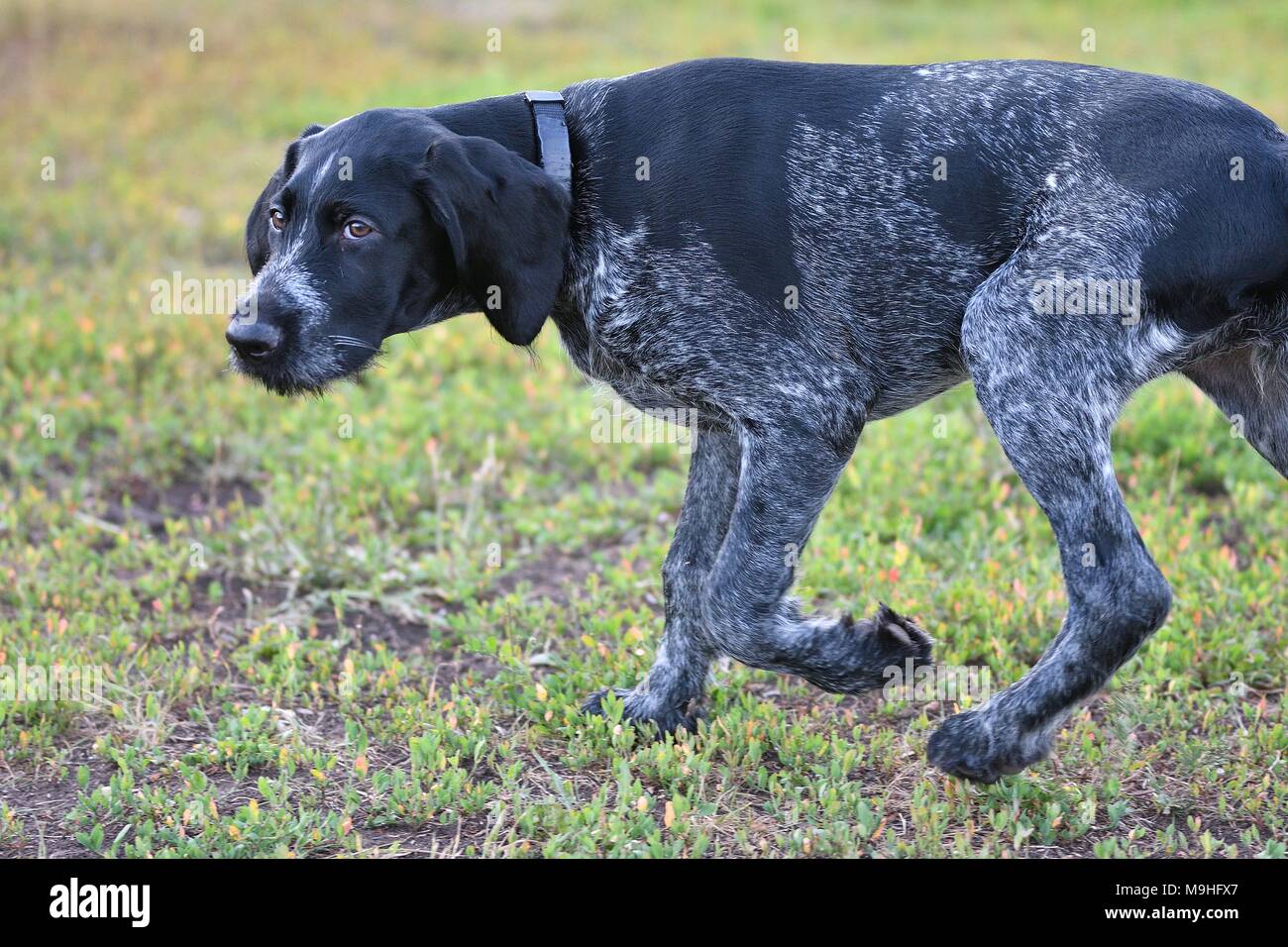Hunting dog breed German Wirehaired pointer on the walk Stock Photo - Alamy