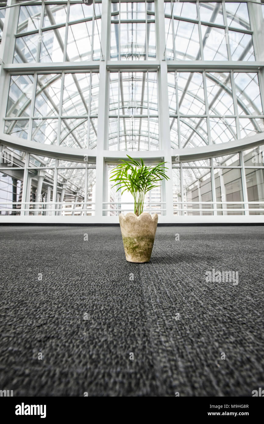 Office palm plant sitting on the carpet in a glass covered walkway ...