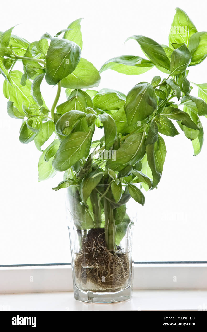 Basil plant with roots and soil in a glass displayed on a window sill ...