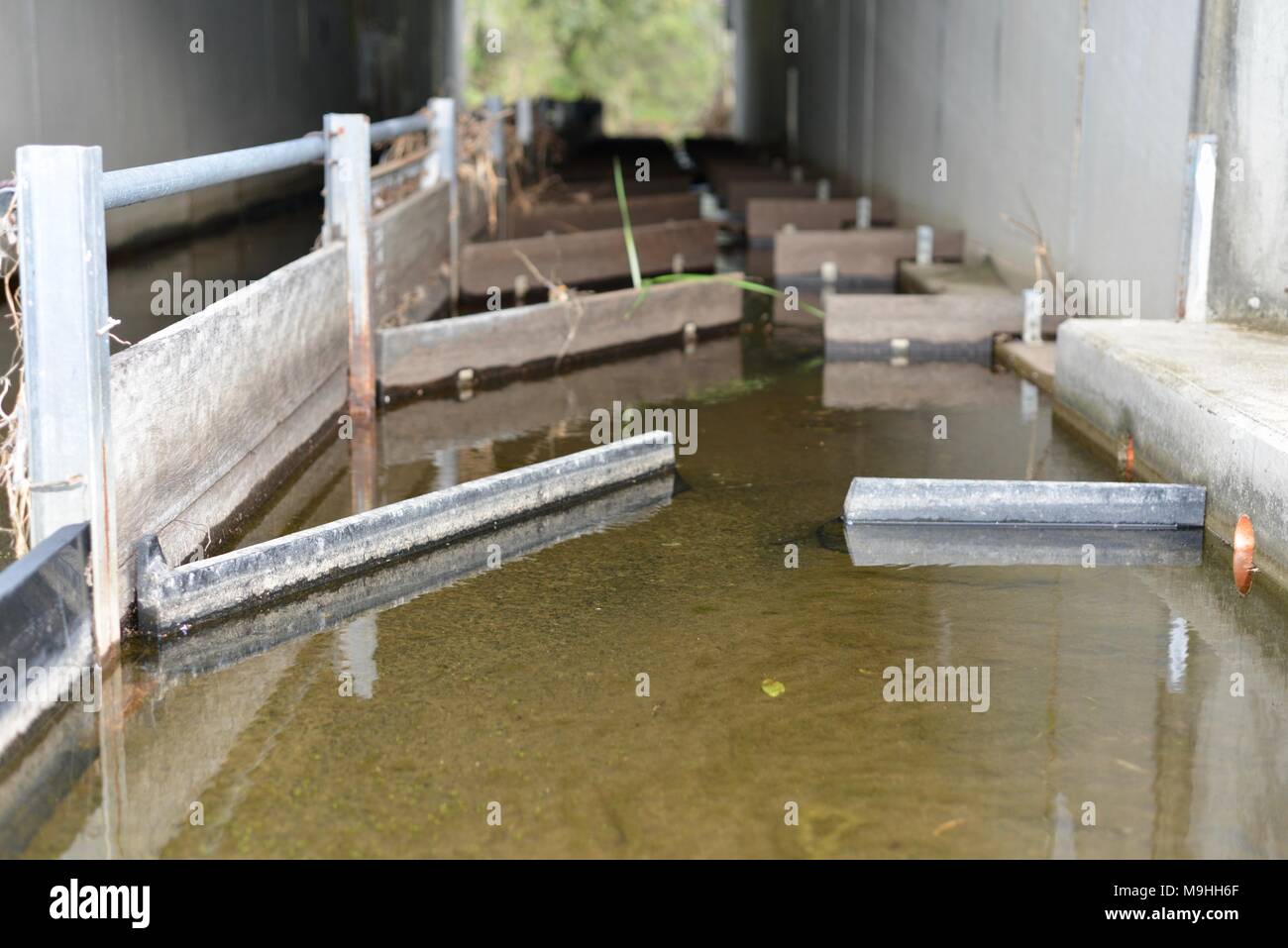 Fish Ladder to allow migrating fish to swim upstream past man made ...