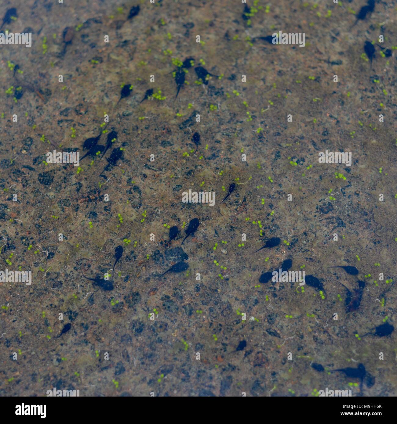 Cane toad tadpoles, near a fish ladder to allow migrating fish to swim ...