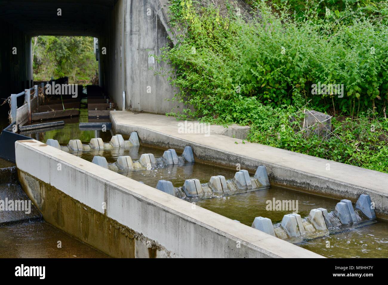 Fish Ladder to allow migrating fish to swim upstream past man made ...