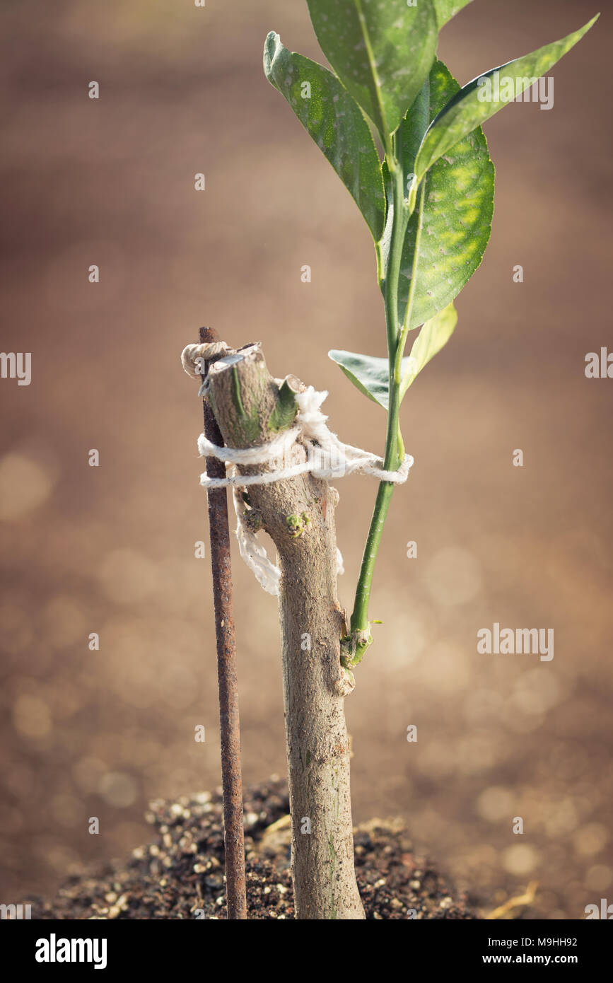 Tree injection hi-res stock photography and images - Alamy