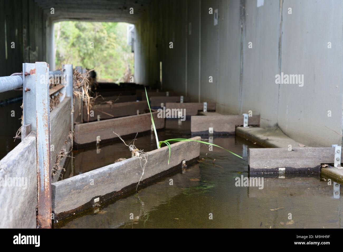 Fish Ladder to allow migrating fish to swim upstream past man made ...