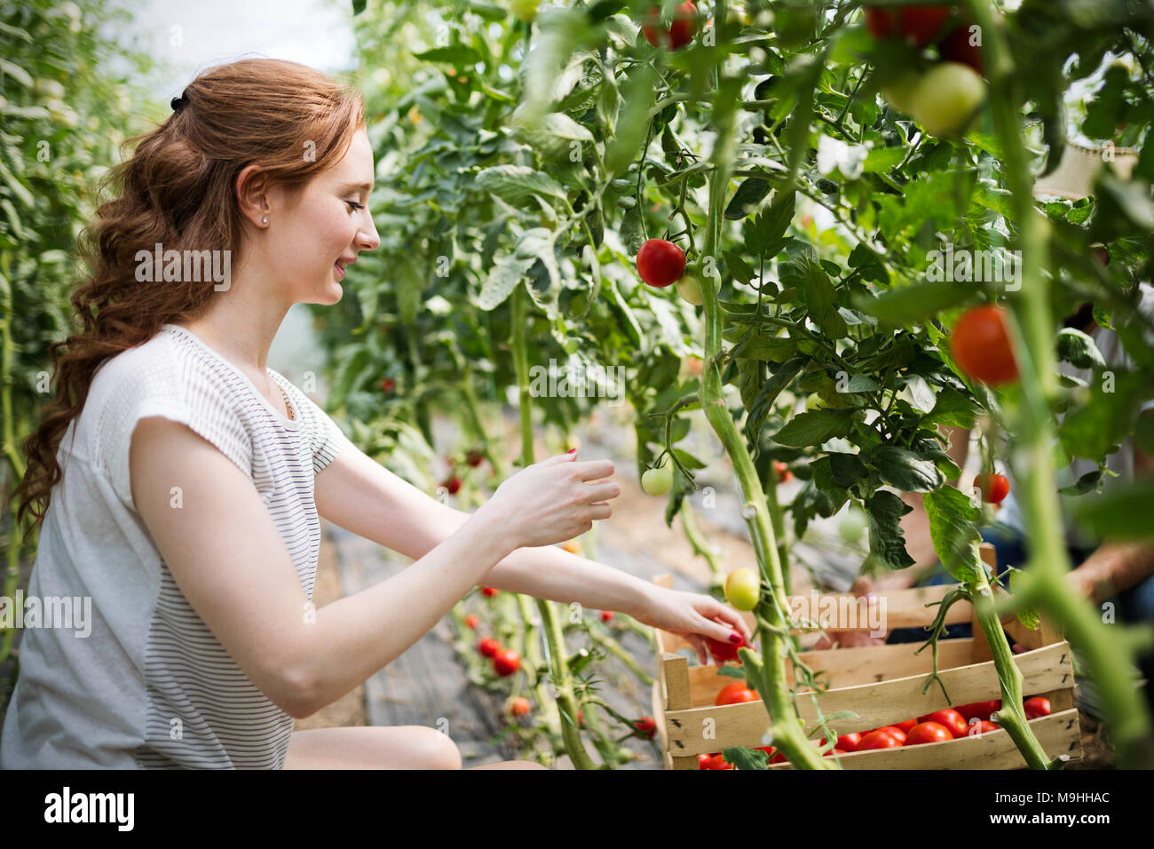 Young smiling agriculture woman worker working, harvesting tomatoes in ...