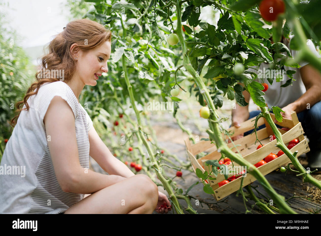 Agriculture greenhouse tomatoes hi-res stock photography and images - Alamy