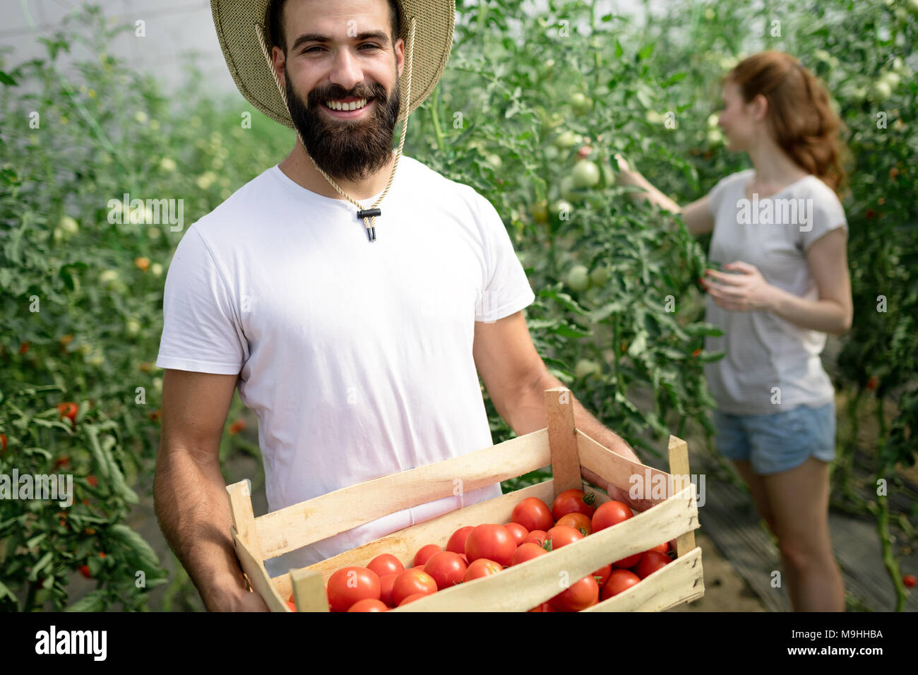 Two people collect pick up the harvest of tomato in greenhouse Stock ...
