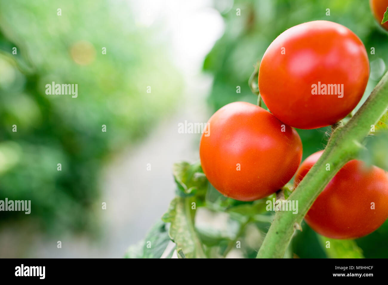 Ripe natural tomatoes growing in a greenhouse Stock Photo - Alamy
