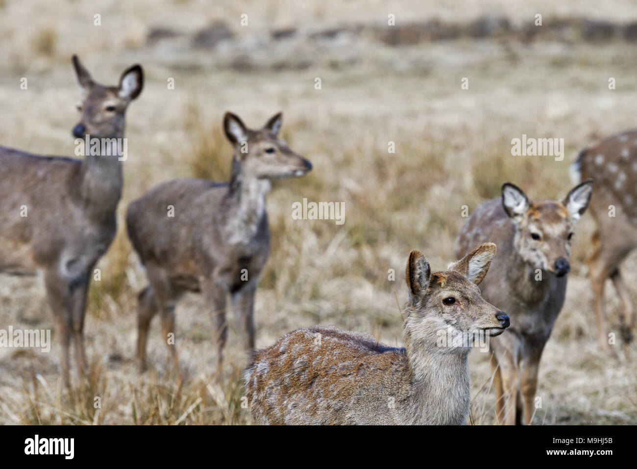 Red deer, Altai maral (Cervus elaphus sibiricus) in nature Stock Photo ...
