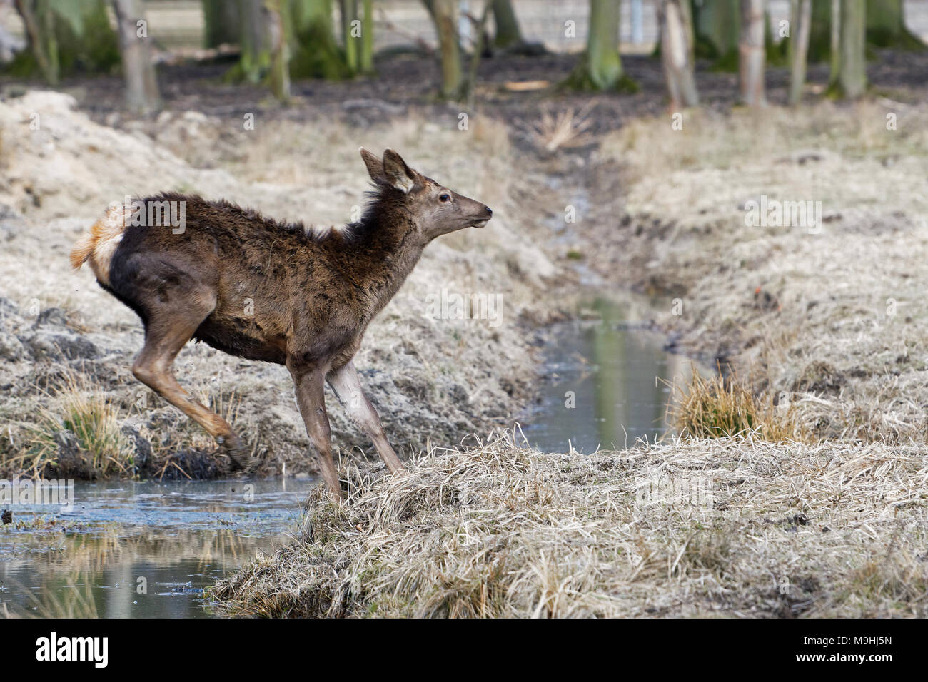 Red deer, Altai maral (Cervus elaphus sibiricus) in nature Stock Photo ...