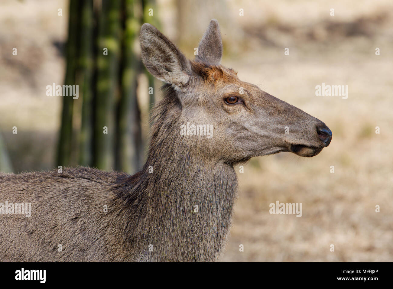Red deer, Altai maral (Cervus elaphus sibiricus) in nature Stock Photo ...