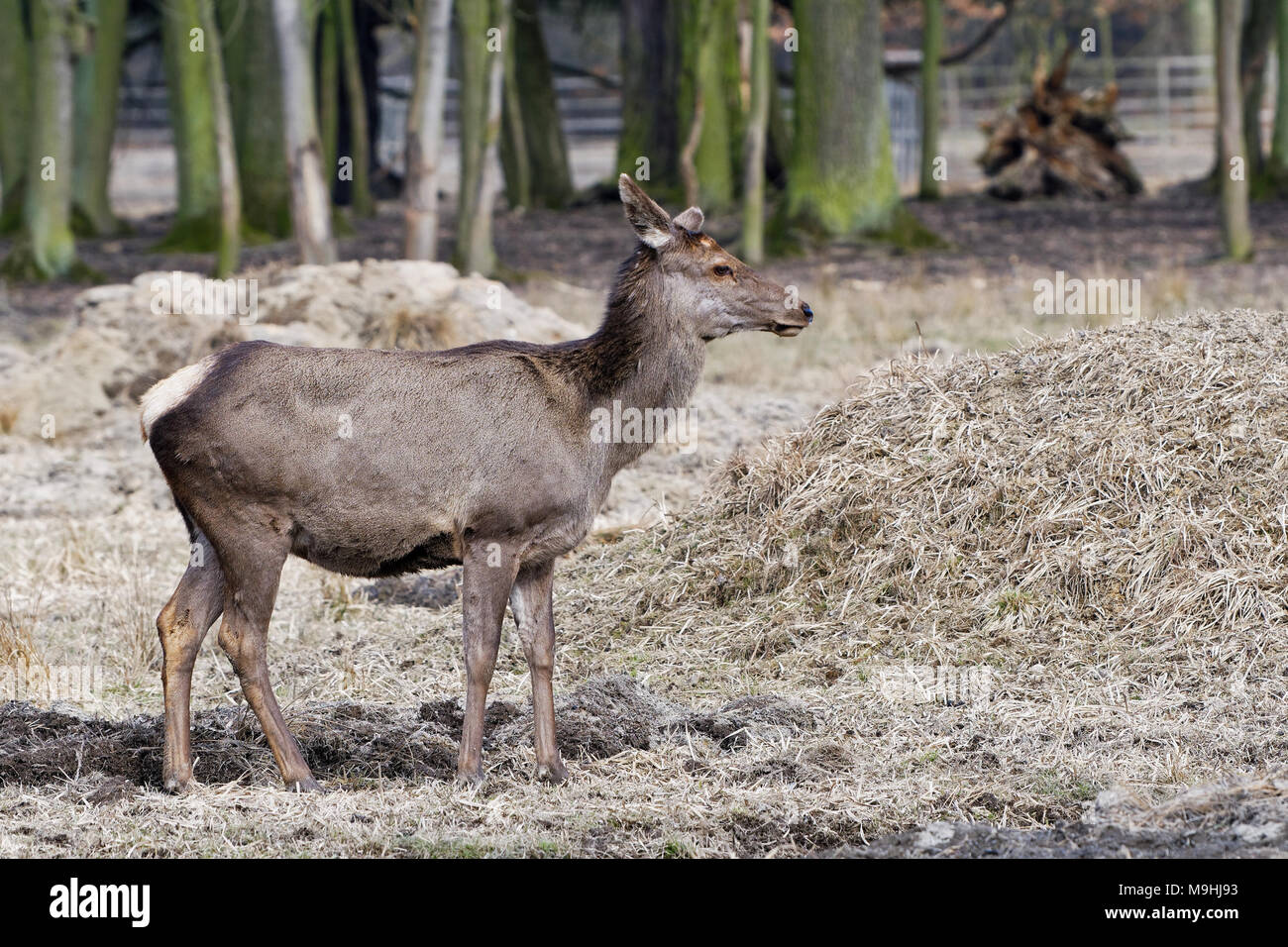 The noble enclosure hi-res stock photography and images - Alamy