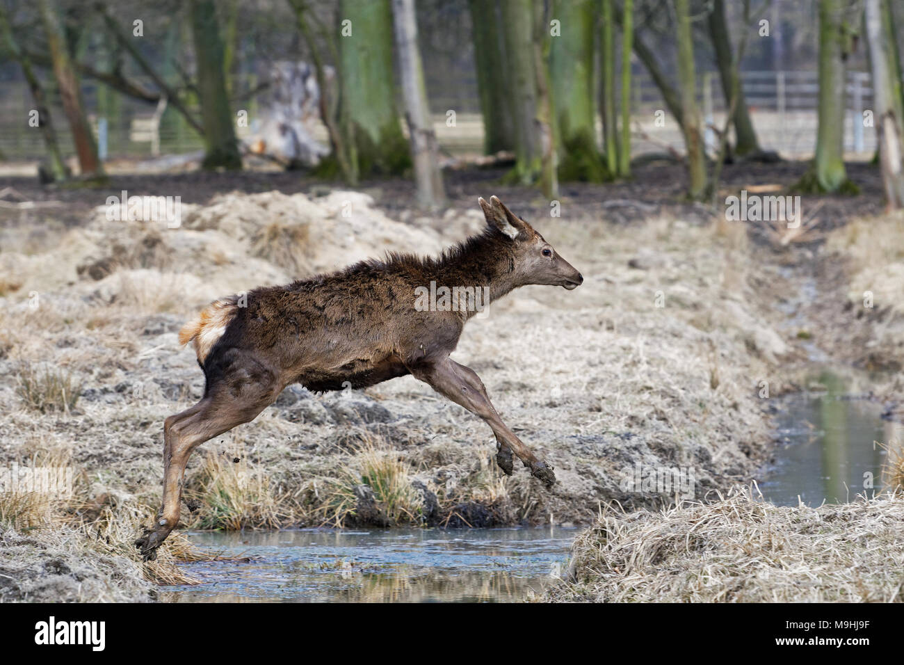 Maral animal hi-res stock photography and images - Alamy