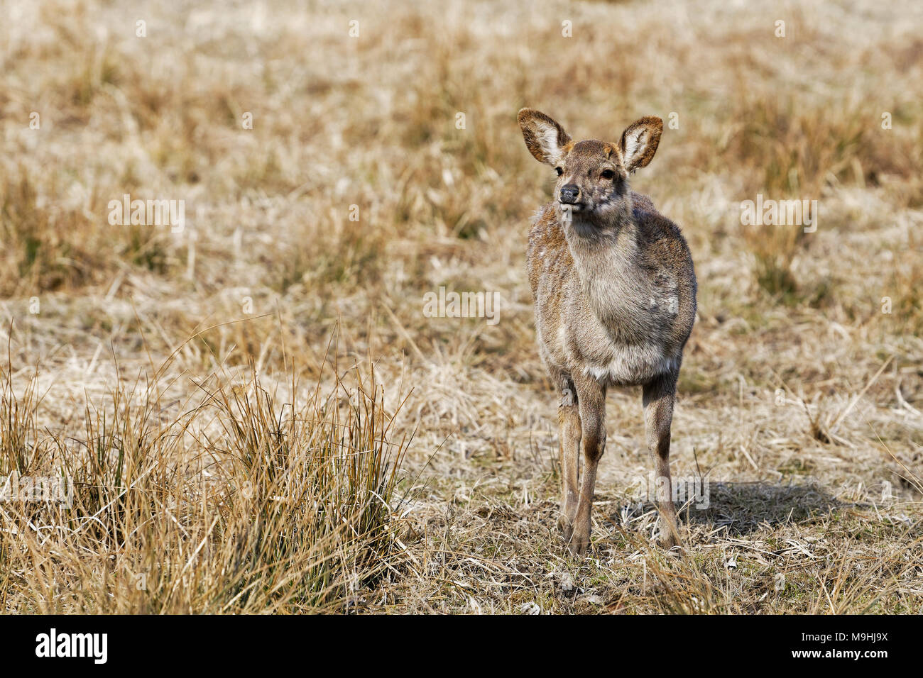 Red deer, Altai maral (Cervus elaphus sibiricus) in nature Stock Photo ...