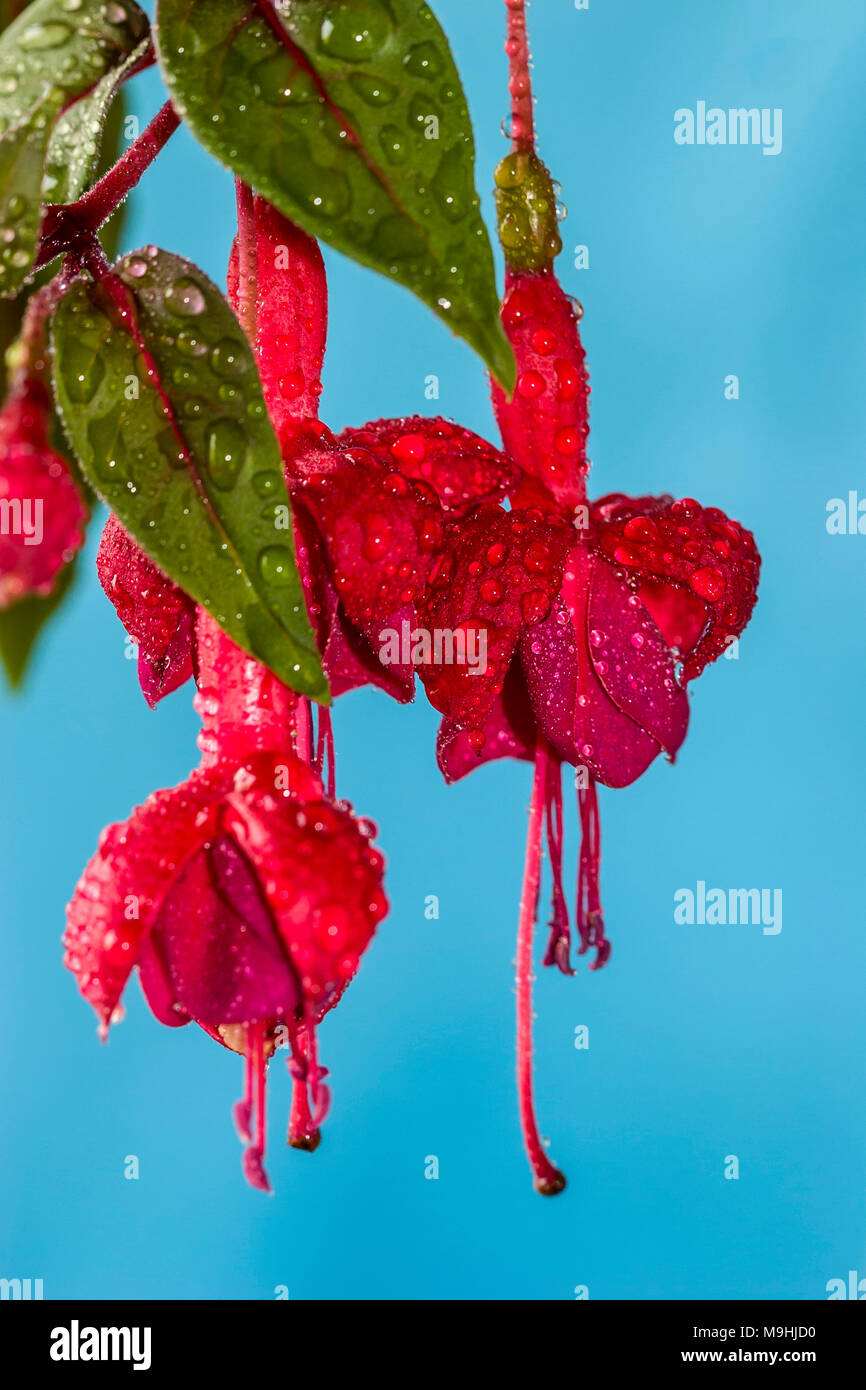 Fuchsia is a genus of flowering plants that consists mostly of shrubs ...