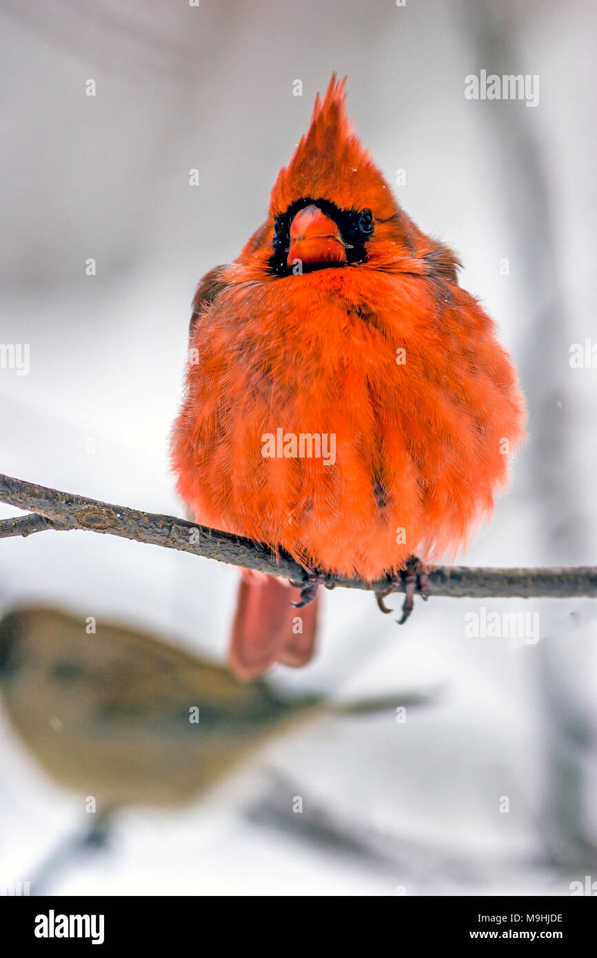 Orthern cardinal hi-res stock photography and images - Alamy