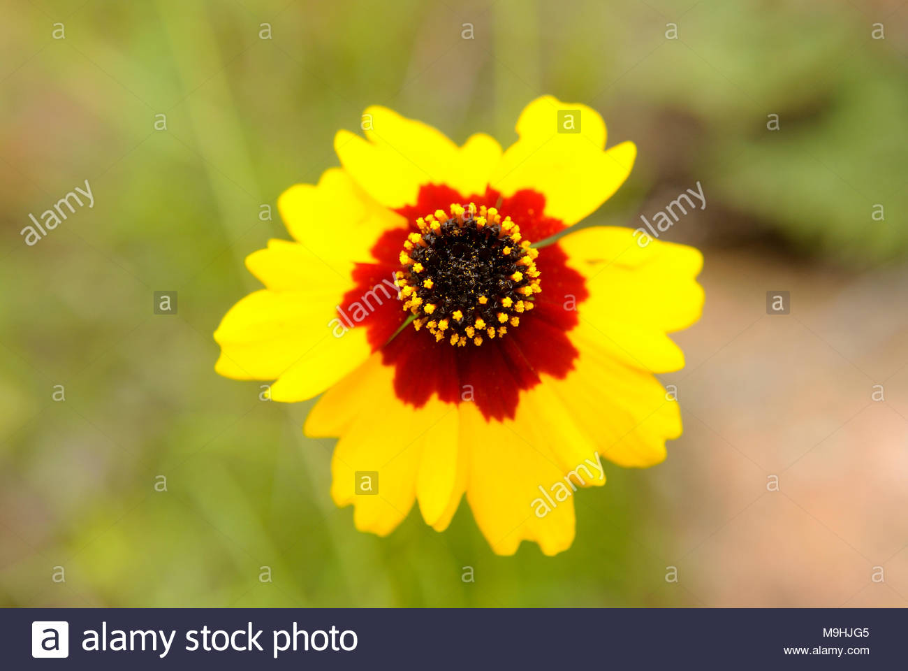 Golden Tickseed Flowers High Resolution Stock Photography and Images ...