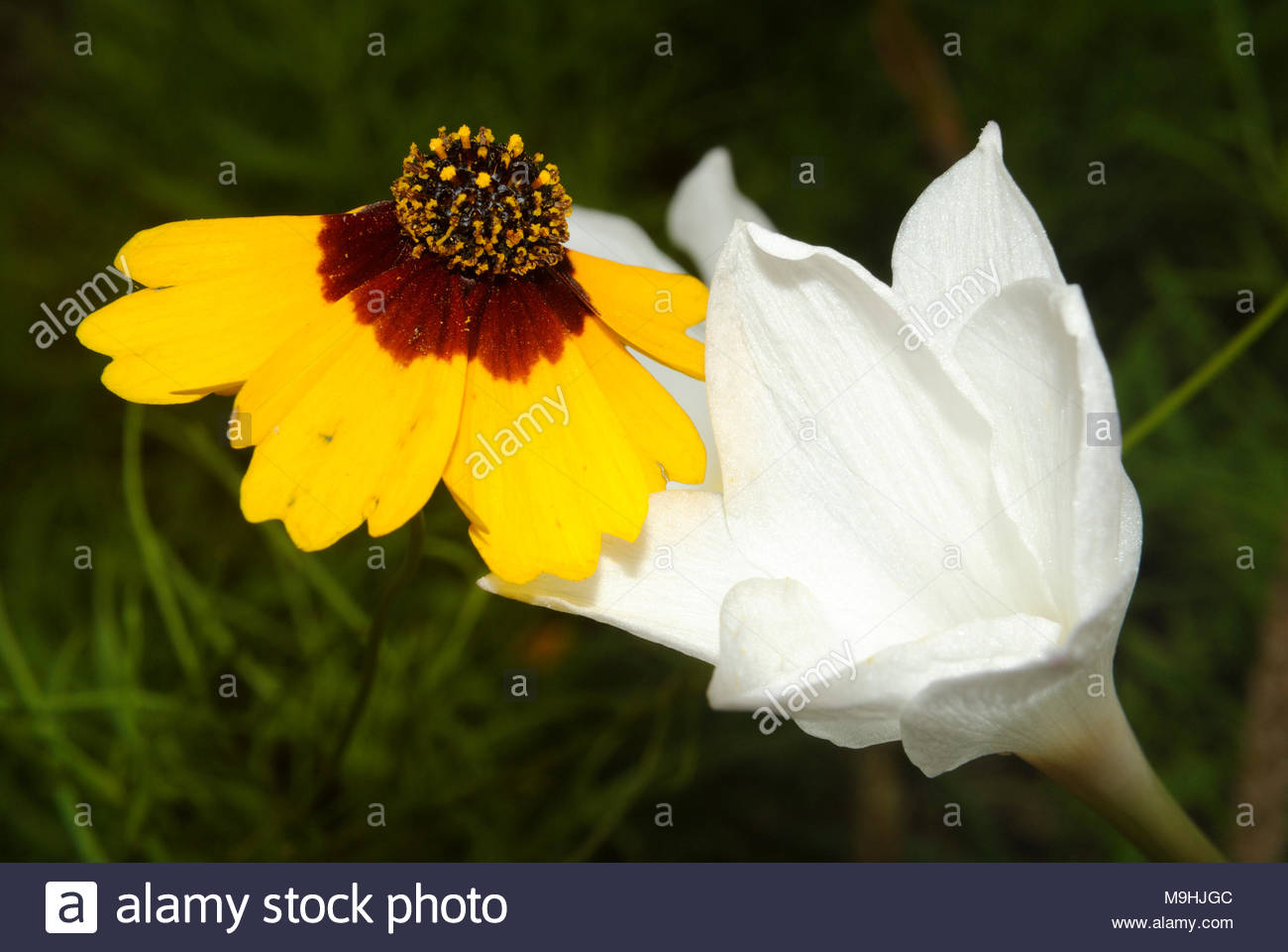 Calliopsis Wildflowers High Resolution Stock Photography and Images - Alamy