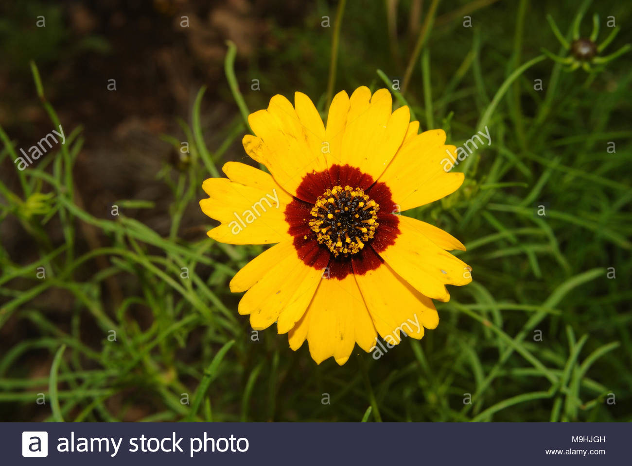 Calliopsis Tickseed High Resolution Stock Photography and Images - Alamy