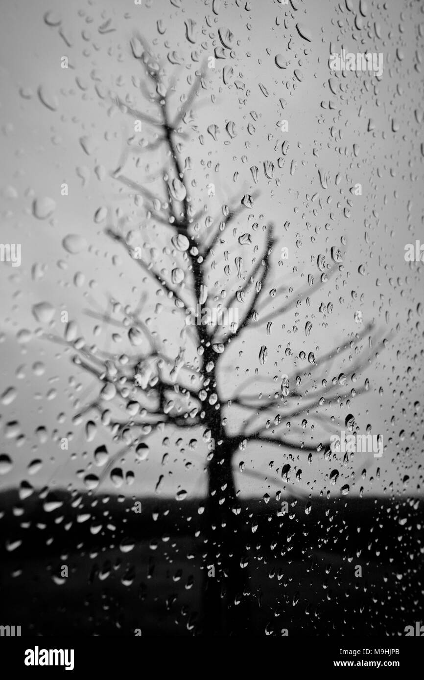 A winter tree behind a wet window in the rain Stock Photo - Alamy