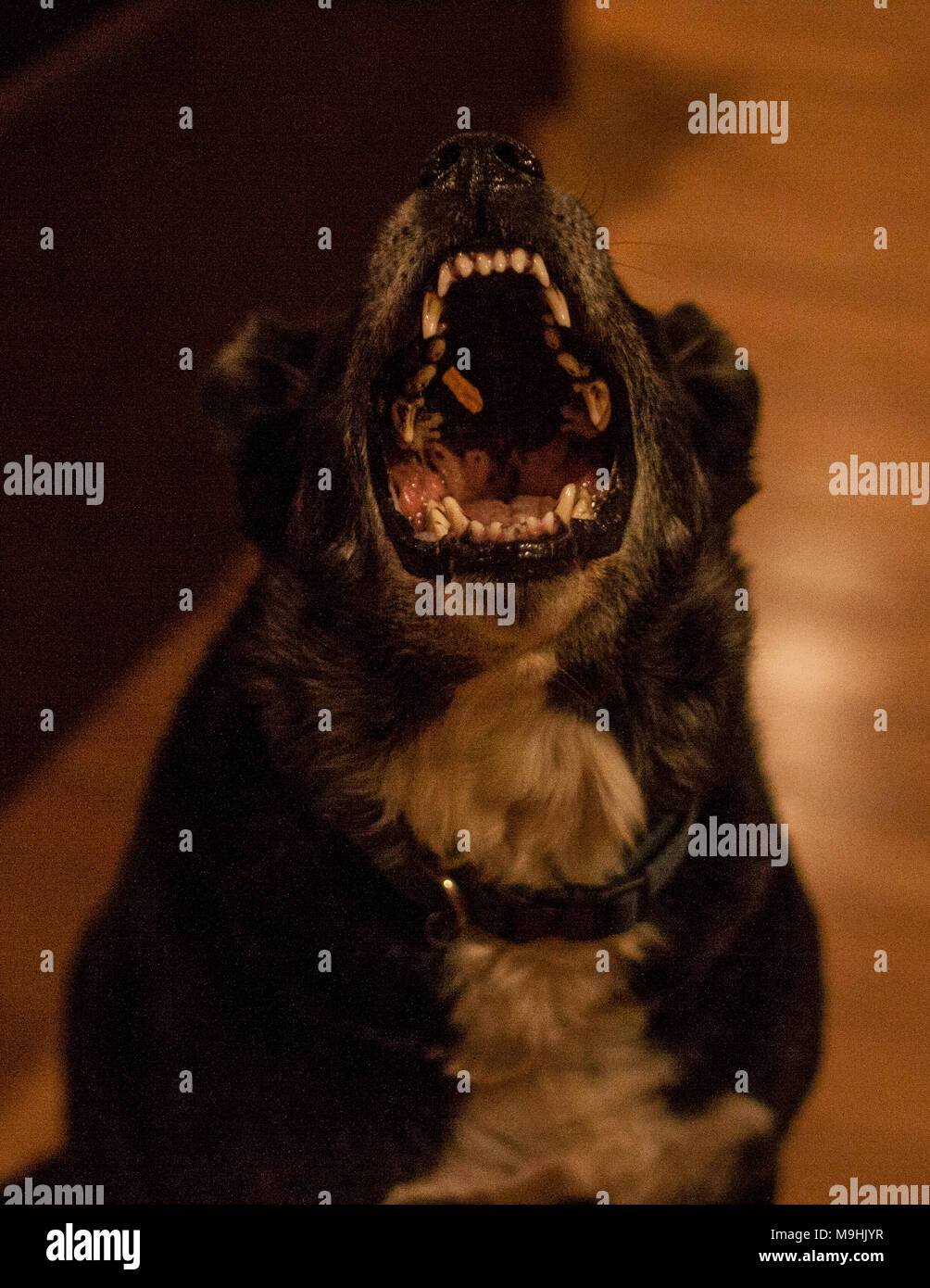 Shutter dog hi-res stock photography and images - Alamy