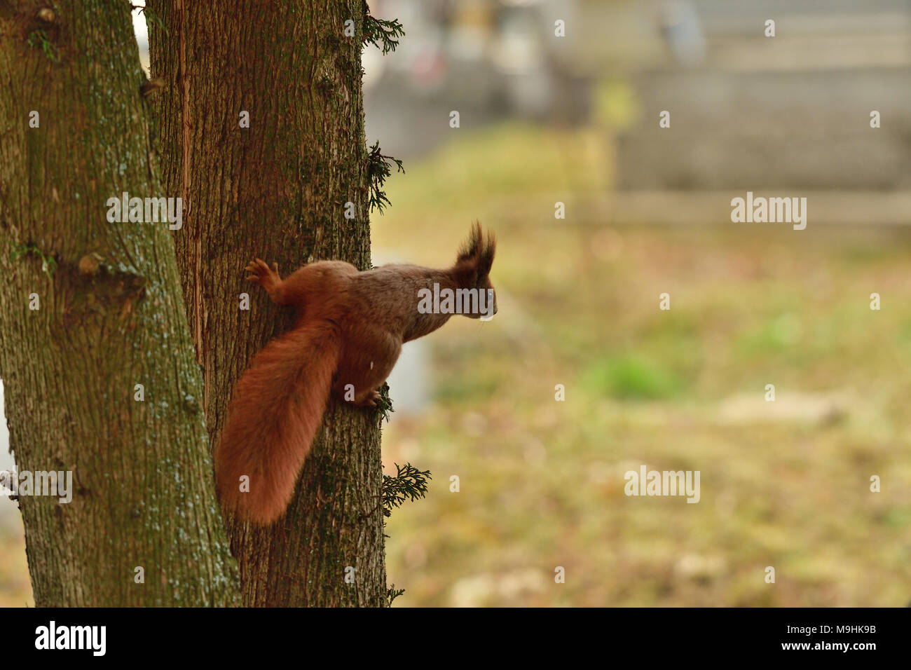 sciurine red squirrel climbs and jumping on the trees sciurine red ...