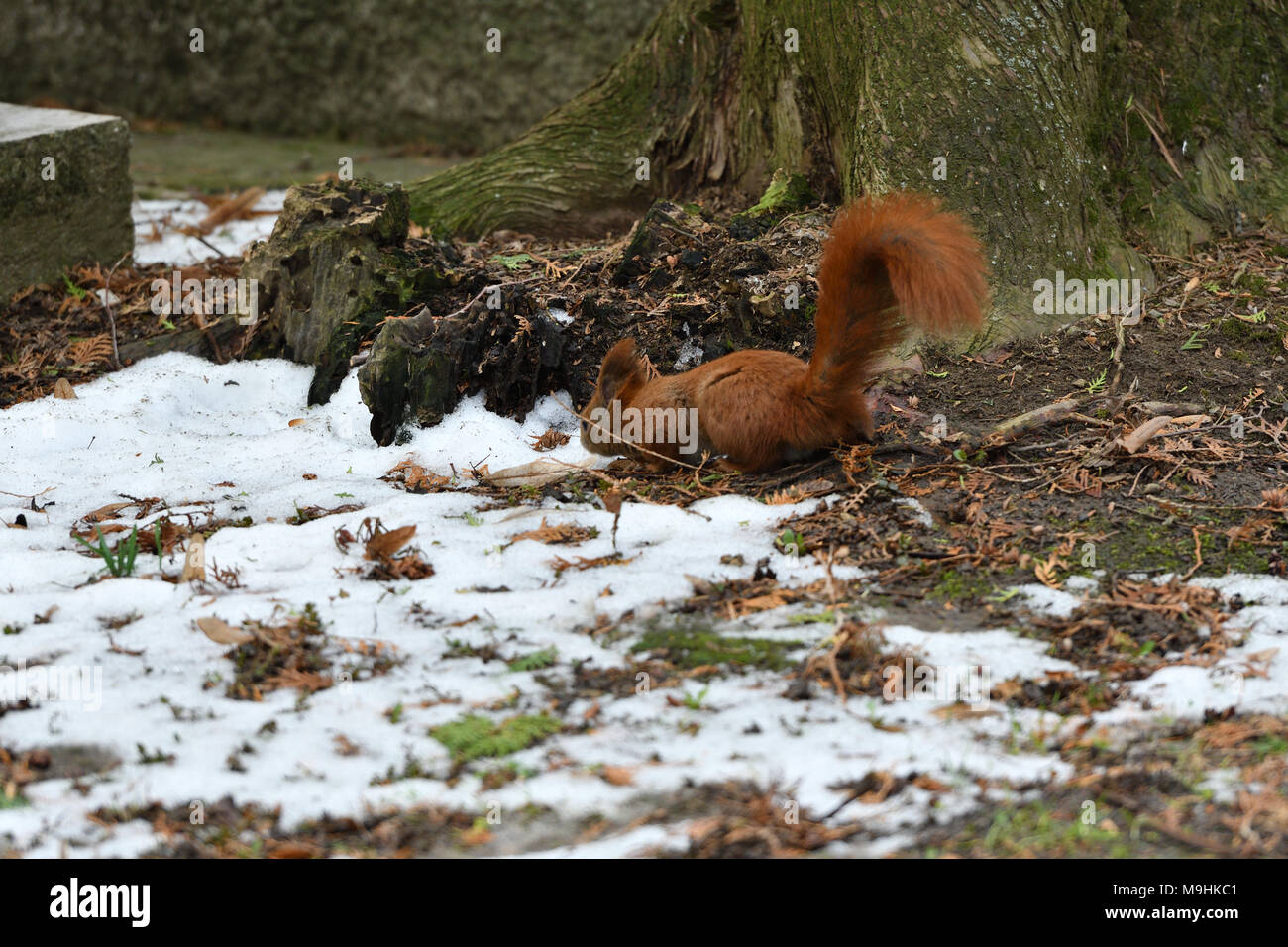 sciurine red squirrel climbs and jumping on the trees sciurine red ...