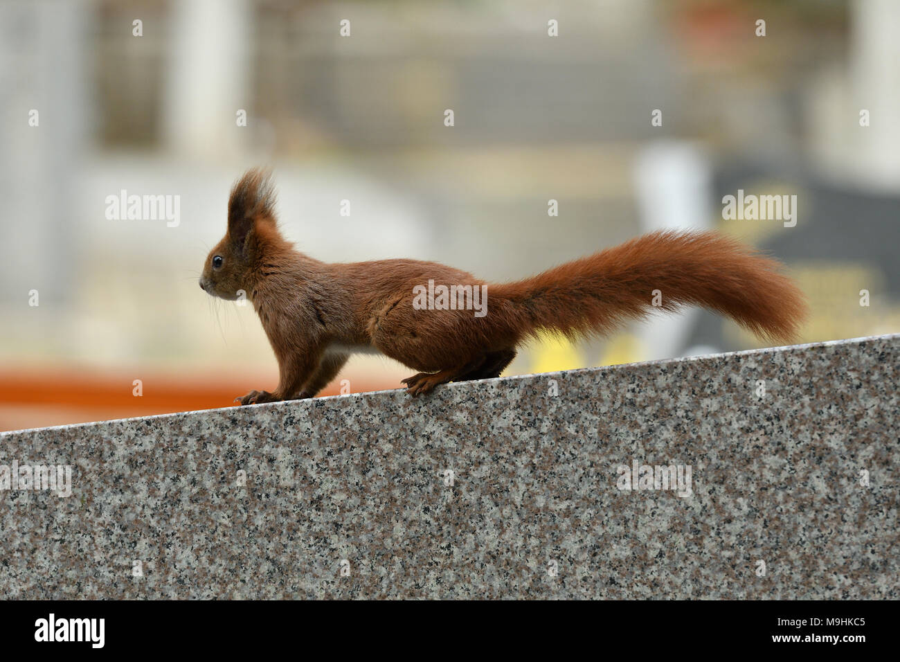 sciurine red squirrel climbs and jumping on the trees sciurine red ...