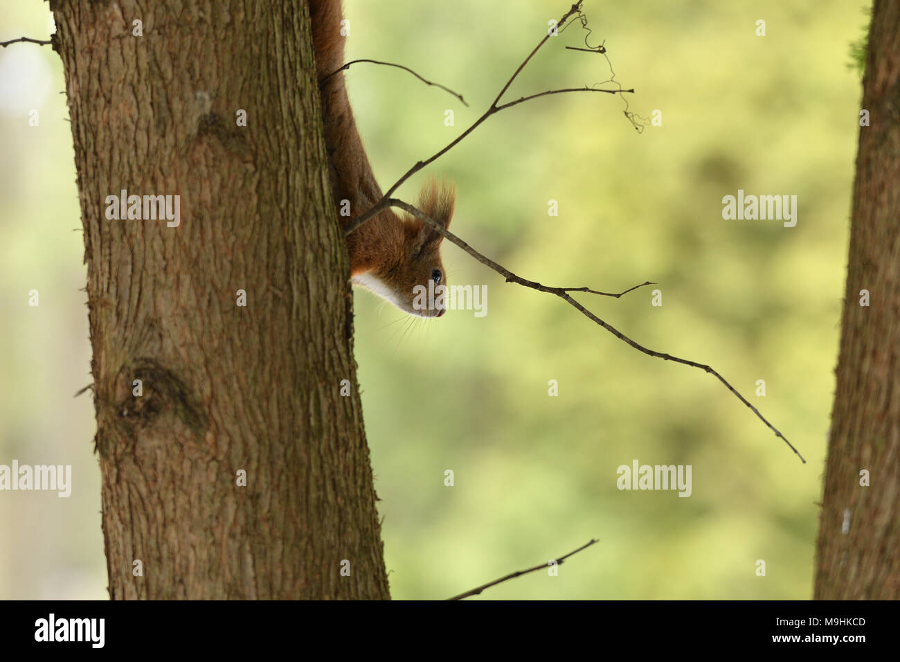 sciurine red squirrel climbs and jumping on the trees sciurine red ...