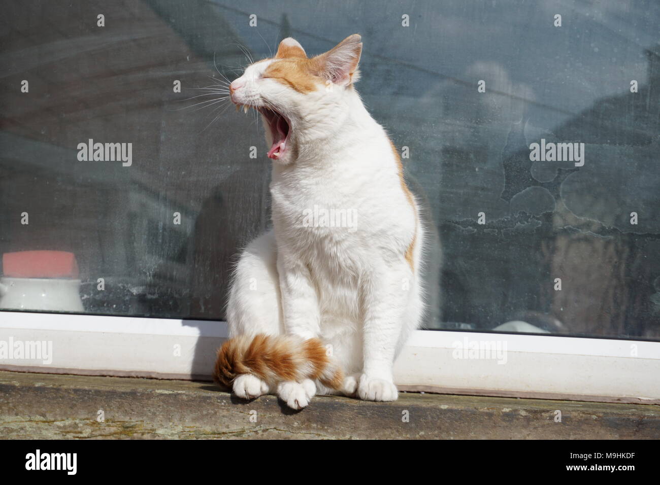 Yawning cat hi-res stock photography and images - Alamy