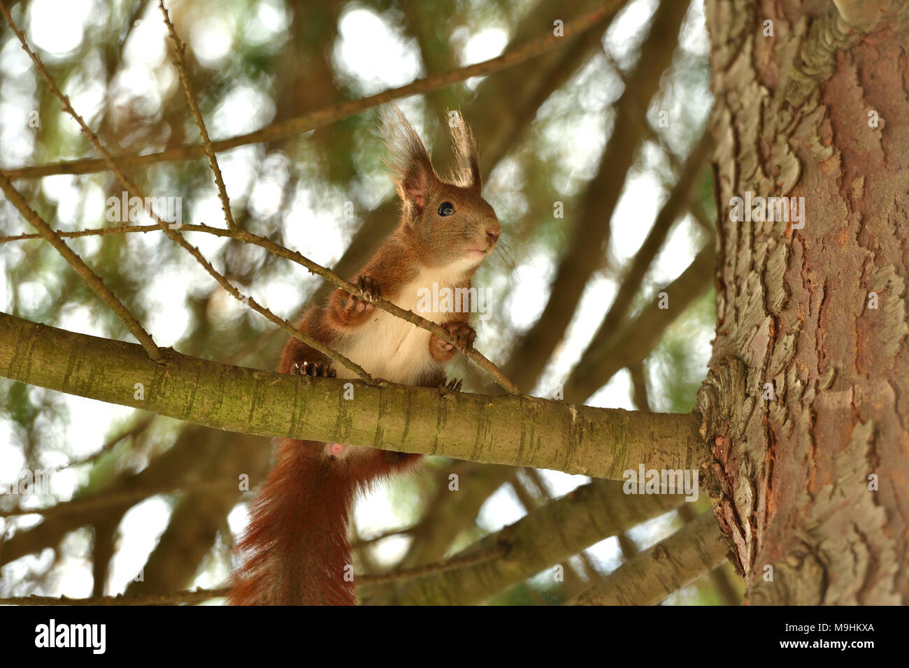 sciurine red squirrel climbs and jumping on the trees sciurine red ...