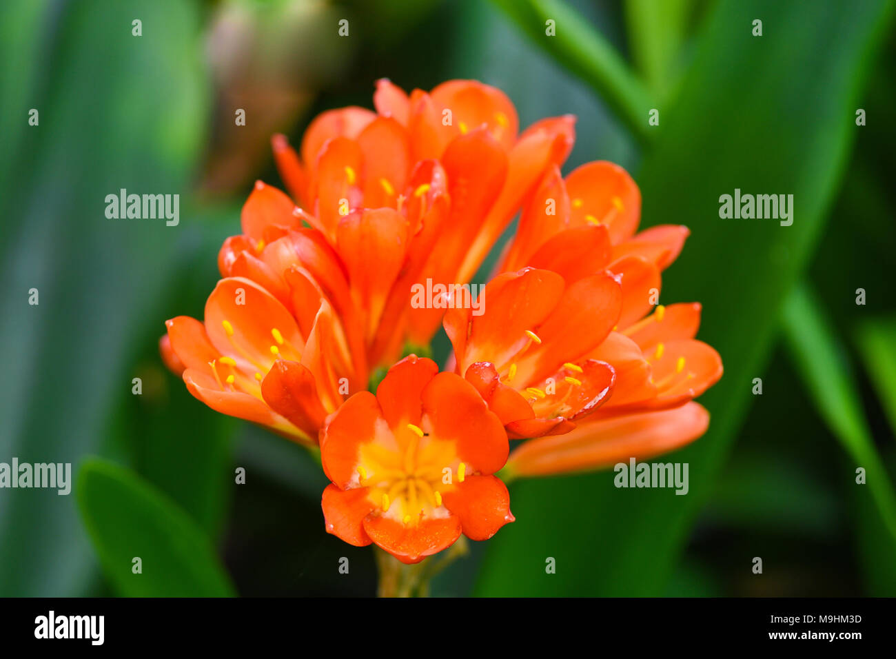 Beautiful orange color tropical flower on green natural background ...