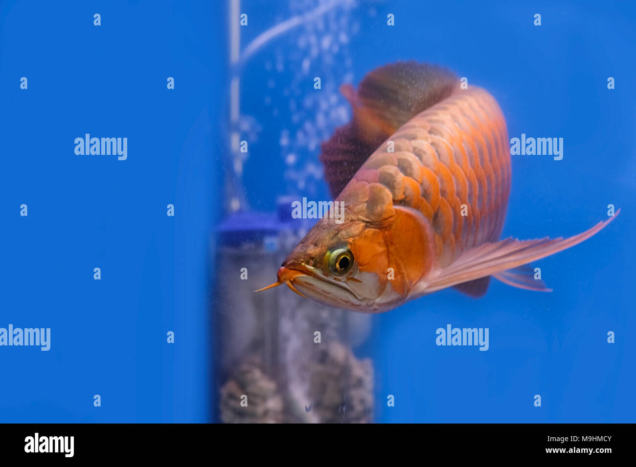 Asian arowana hi-res stock photography and images - Alamy