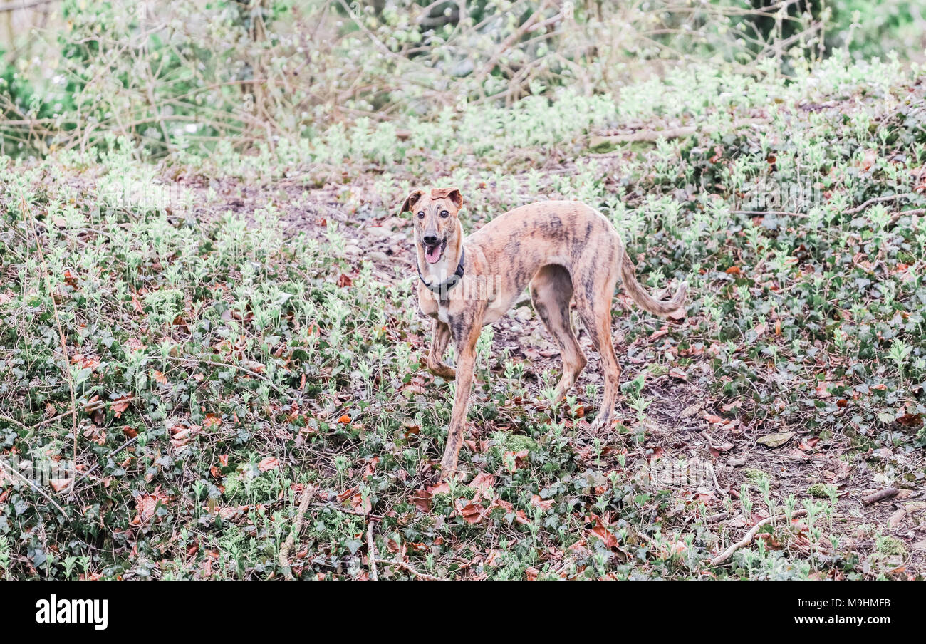 Whippet cross lurcher hi-res stock photography and images - Alamy