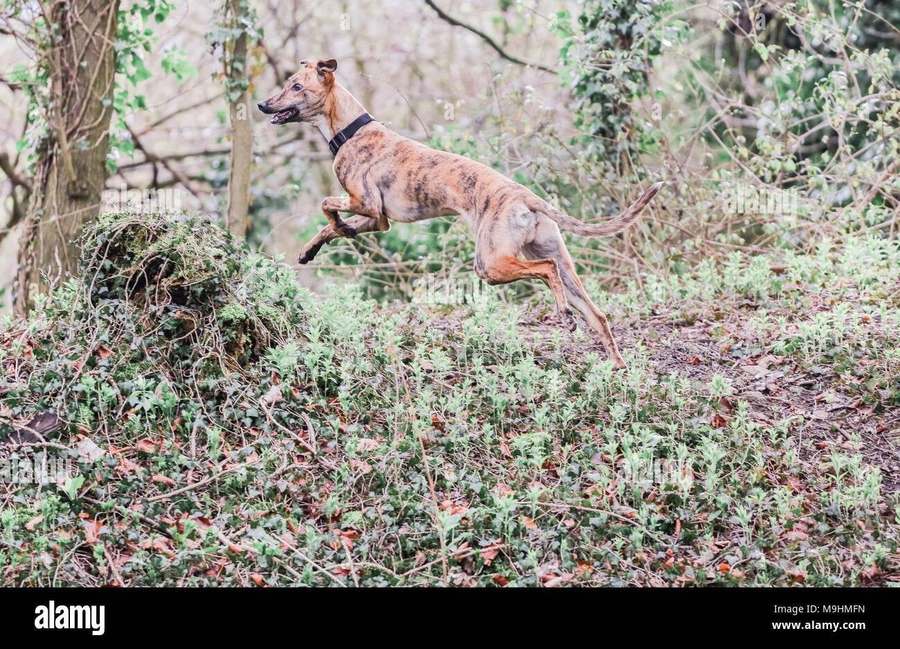 Lurcher dog out on a walk in the countryside, UK Stock Photo - Alamy