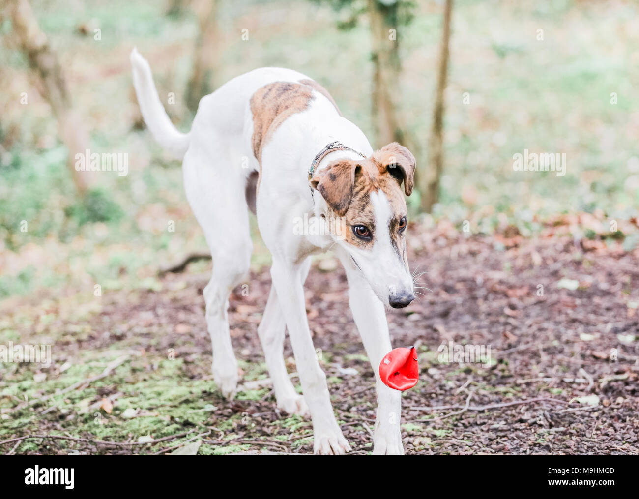 Lurcher dog out on a walk in the countryside, UK Stock Photo - Alamy