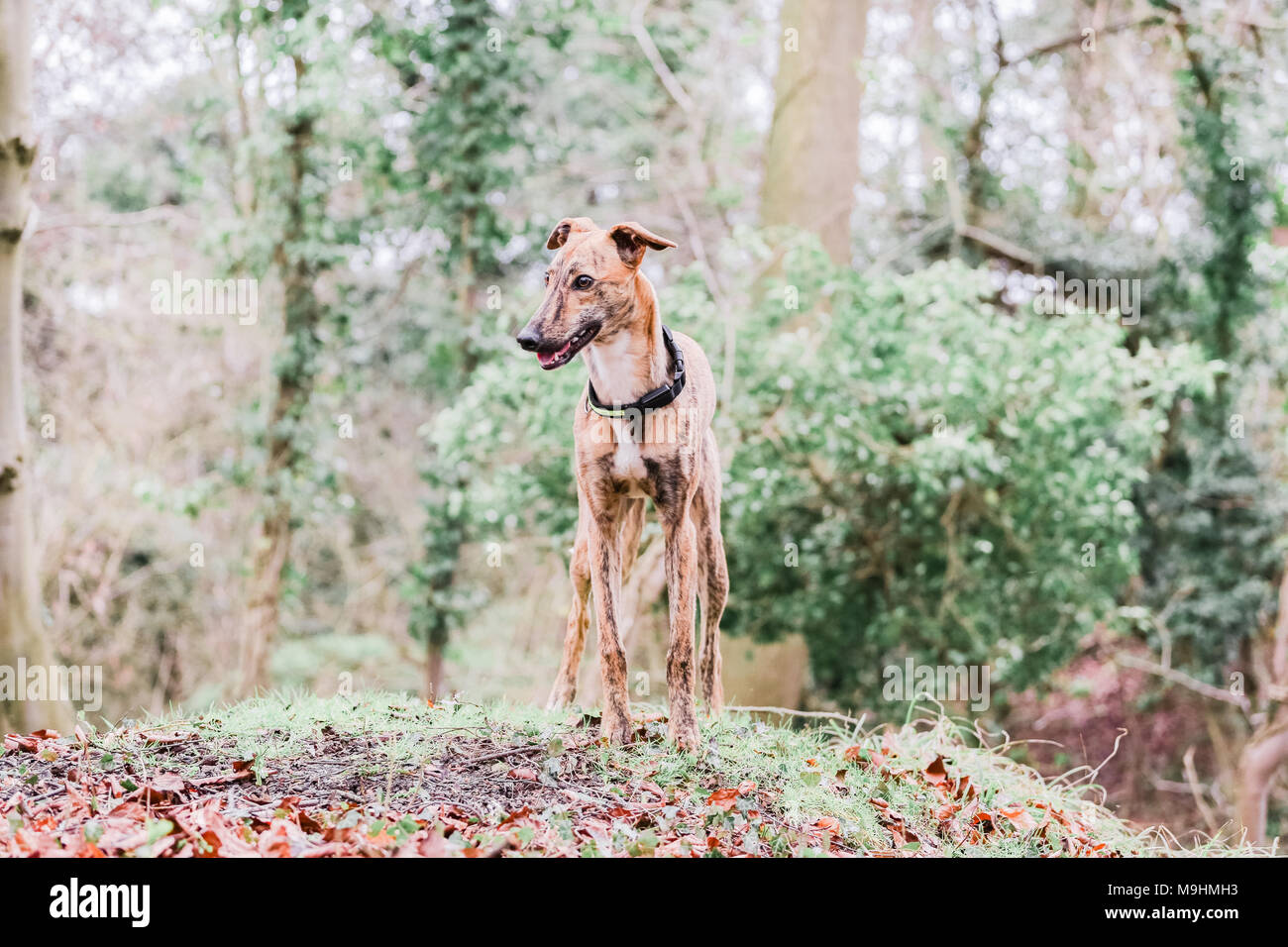 Brindle lurcher dog hi-res stock photography and images - Alamy