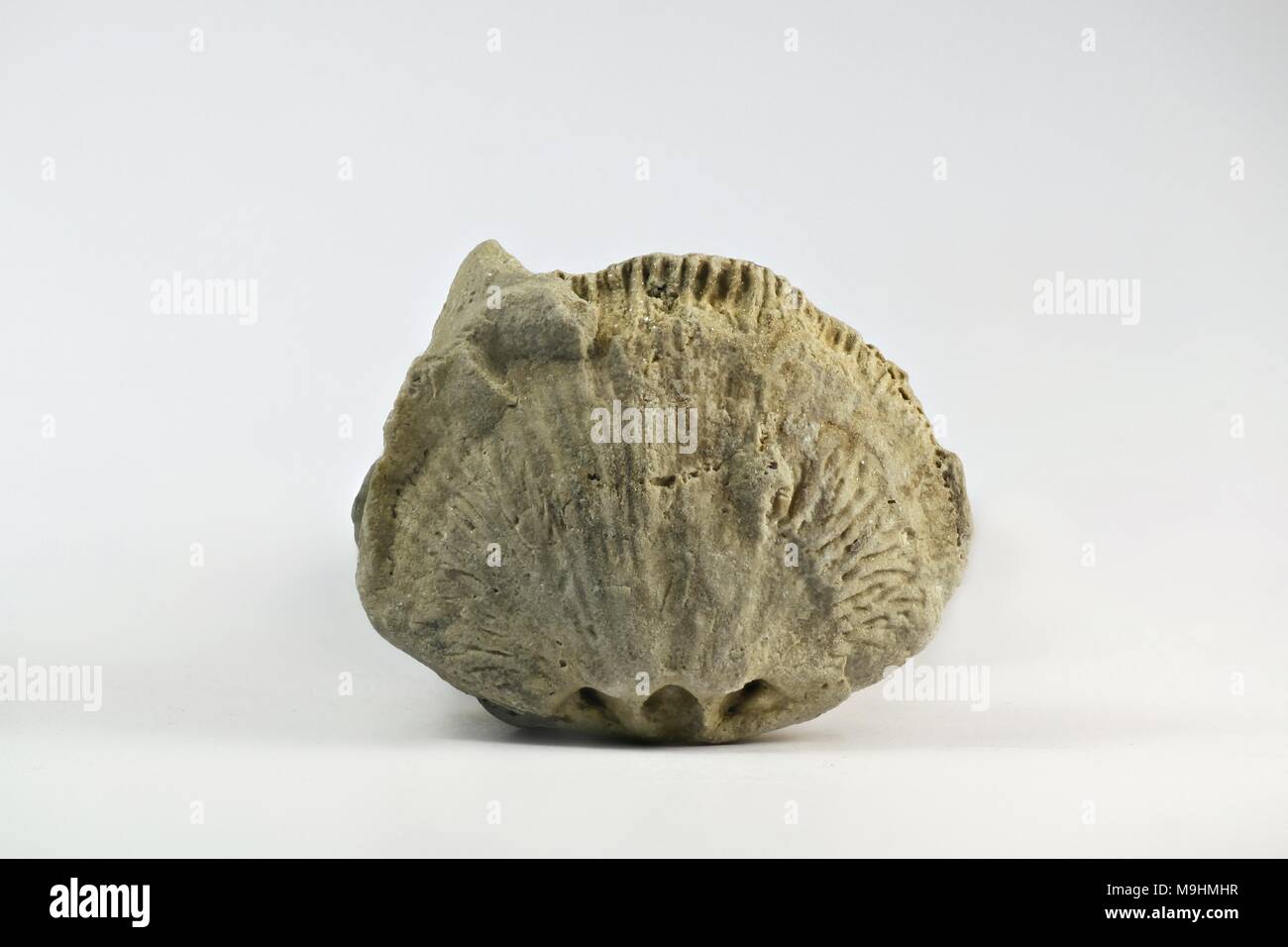 Brachiopod shell hi-res stock photography and images - Alamy
