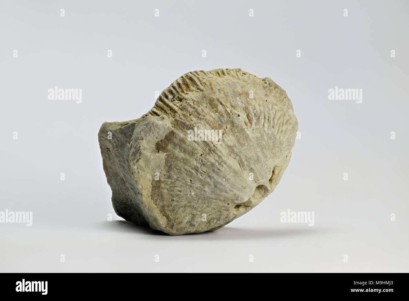 Brachiopod shell hi-res stock photography and images - Alamy