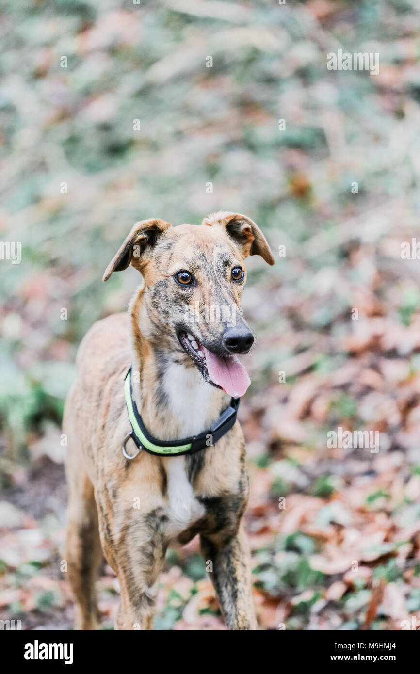 Lurcher dog out on a walk in the countryside, UK Stock Photo - Alamy